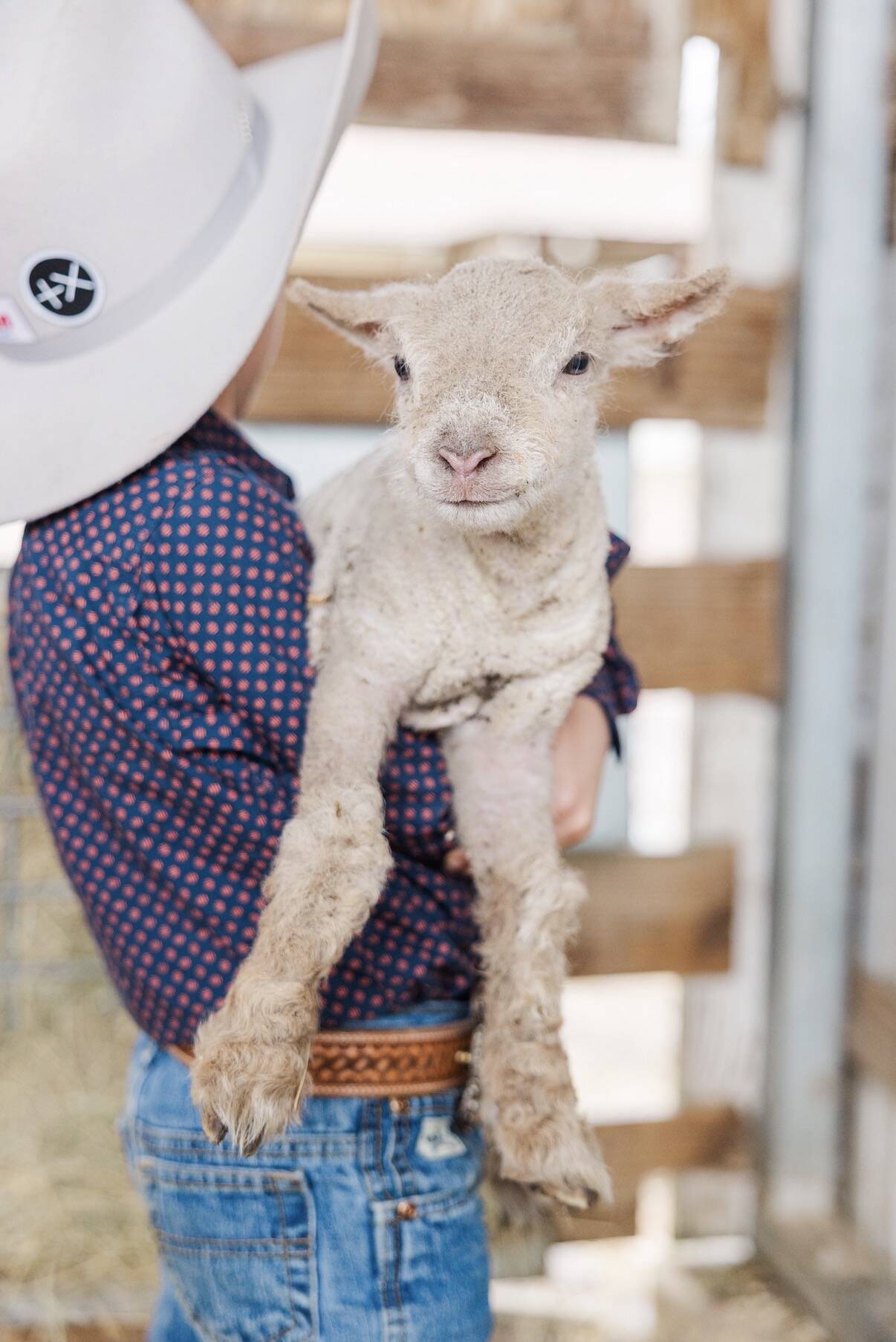 Baby Doll Lamb